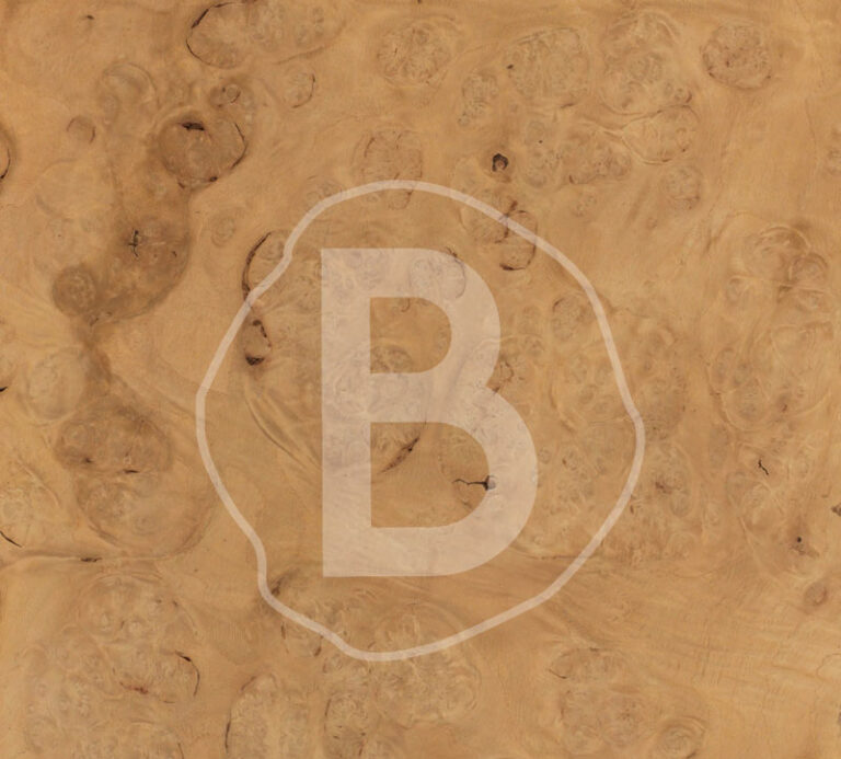 Raíz de Roble – BLANQUER