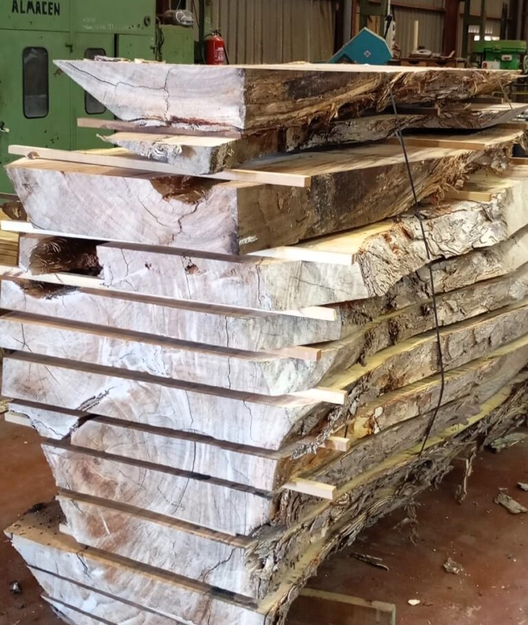 MADERA DE SAMAN. El árbol de la lluvia. – BLANQUER